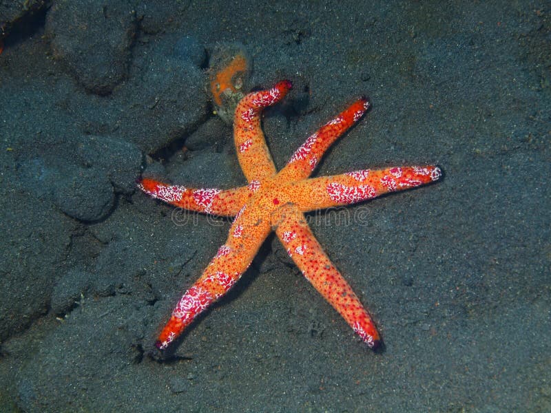 Starfish stock photo. Image of coral, ocean, tropic, world - 49816560