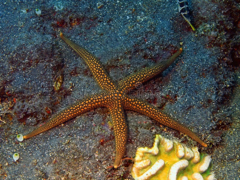 Starfish stock photo. Image of animal, invertebrate, nature - 50322802
