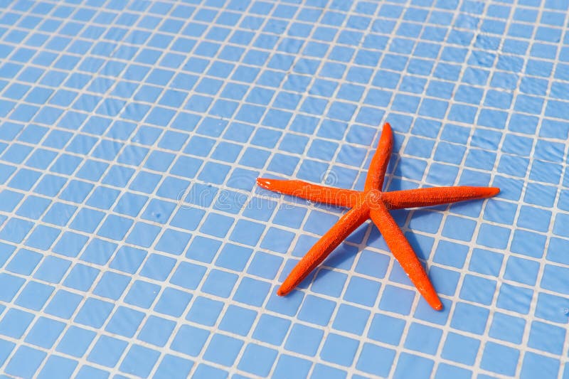 Starfish in swimming pool stock photo. Image of sunny - 67199260