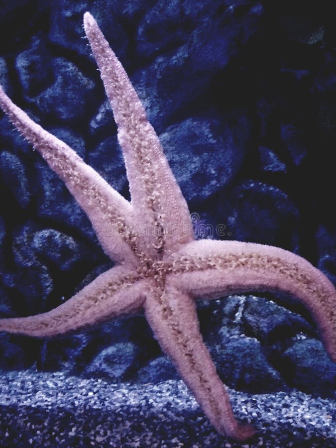 Pink Starfish In An Aquarium Stock Photo - Image of starfish, reef ...