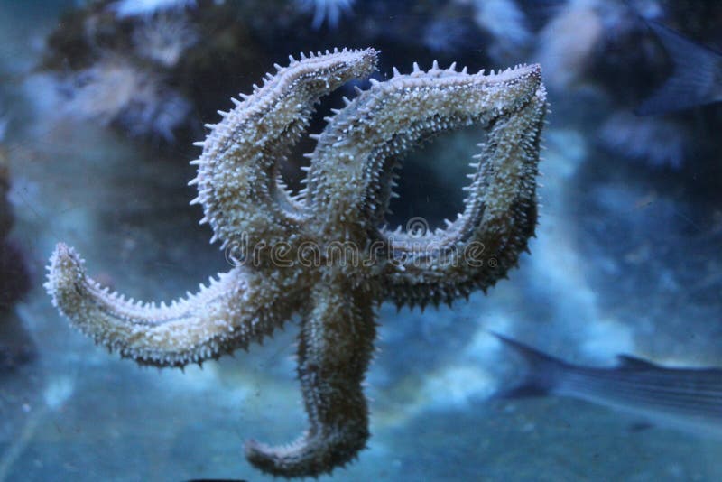 Starfish in a tank stock image. Image of jellyfish, reef - 193092453