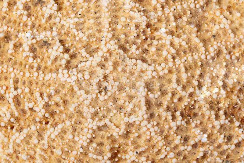 Starfish Texture Background Stock Image - Image of nautical, ocean ...