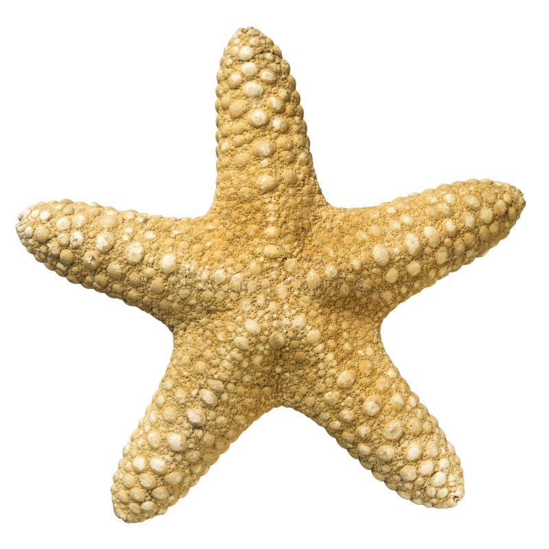 Starfish stock image. Image of seastar, reef, underwater - 76133345