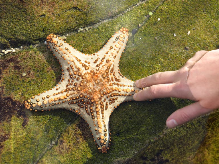 Golden-spotted Sea Star in Touch Pool Close-up Stock Photo - Image of ...