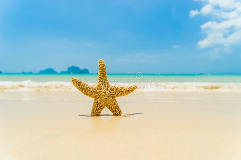 Starfish on the Beach on a Sunny Day Stock Image - Image of exotic ...