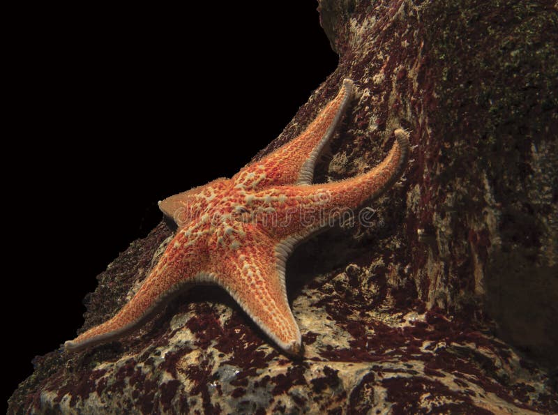 323 Big Red Starfish Stock Photos - Free & Royalty-Free Stock Photos ...
