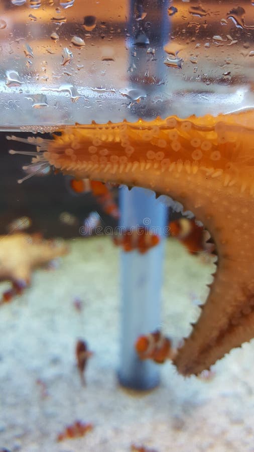 Starfish Underbelly stock photo. Image of aquarium, fish - 74103730