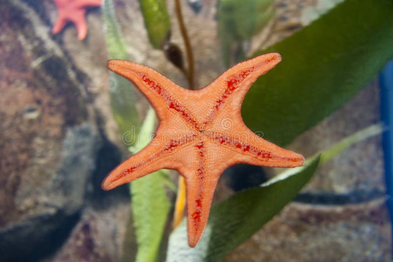 Back side of starfish stock image. Image of life, isolated - 11050289
