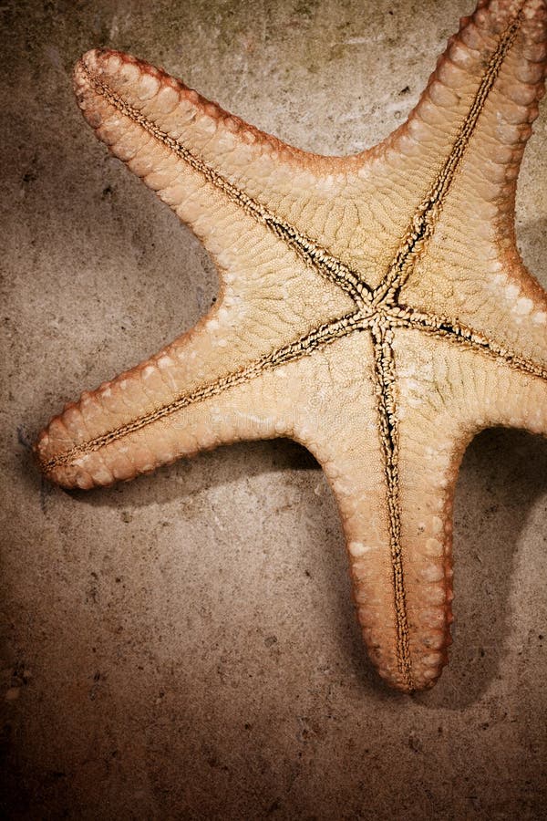 132 Starfish Underside Stock Photos - Free & Royalty-Free Stock Photos ...