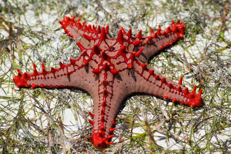 Mutated Sea Star or Starfish with 4 Legs Stock Image - Image of diving ...