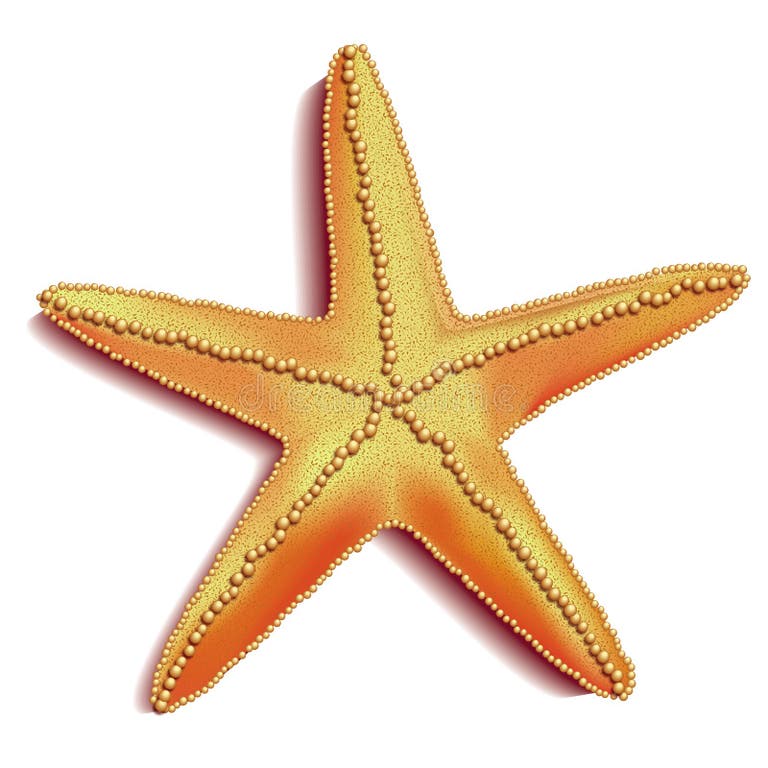 Detailed Starfish Stock Illustrations – 3,623 Detailed Starfish Stock ...