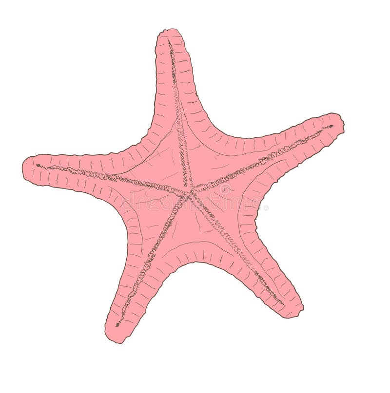 Starfish Vector Illustration Isolated on White Background Stock Vector ...