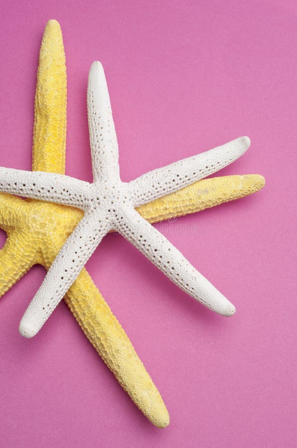 Starfish on Vibrant Pink stock photo. Image of clipping - 18125356