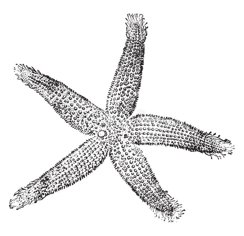 Starfish Arm, Vintage Illustration Stock Vector - Illustration of ...