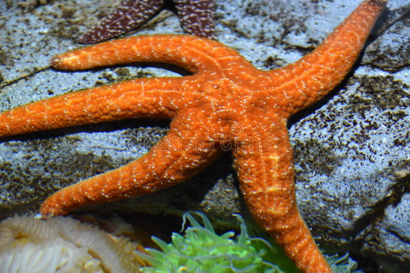 Starfish in Water stock photo. Image of reef, clean - 138949190