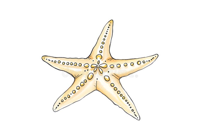 Starfish in Watercolour Technique. Vector Illustration. Stock ...