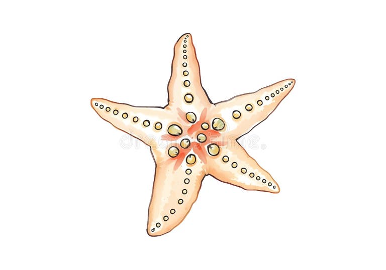 Starfish in Watercolour Technique. Vector Illustration. Stock ...