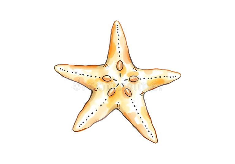 Starfish in Watercolour Technique. Vector Illustration. Stock Vector ...