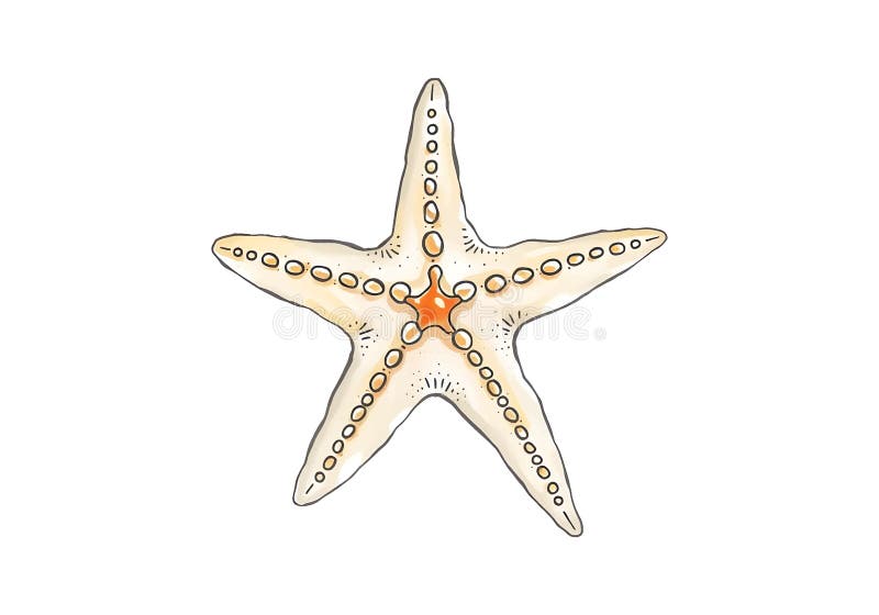Starfish in Watercolour Technique. Vector Illustration. Stock ...