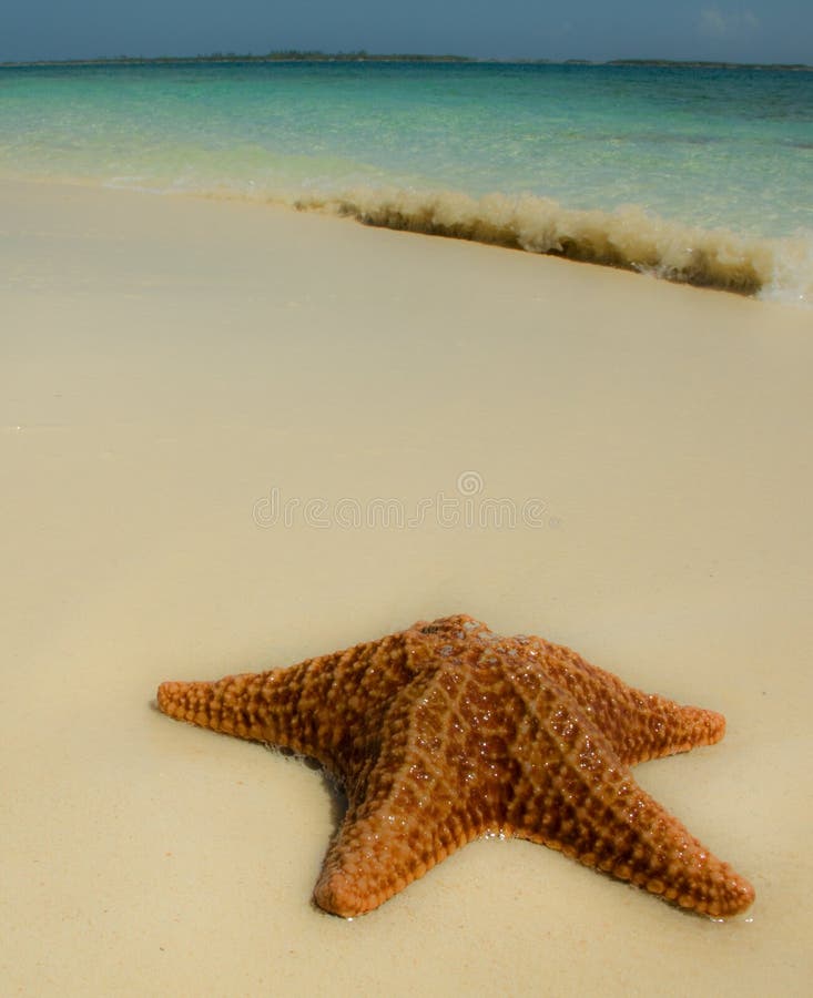 Starfish in Clear Ocean Water Stock Photo - Image of inviting, shallow ...
