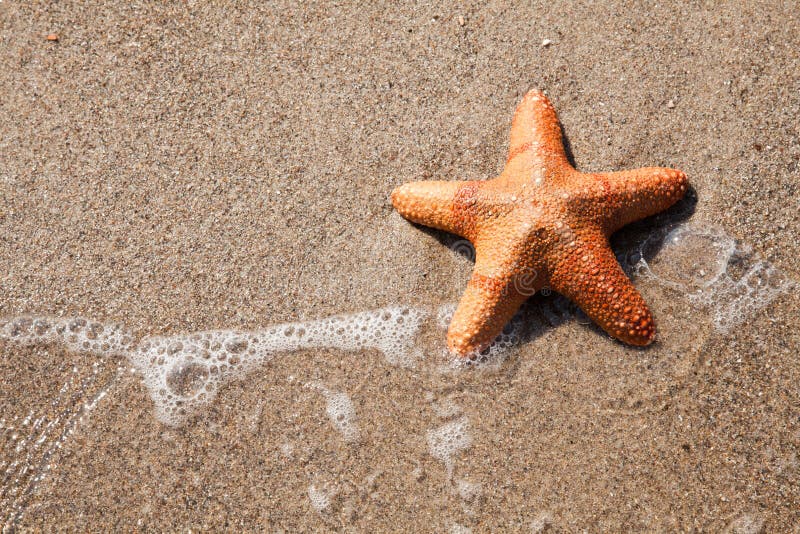 Starfish Wave Beach Background Stock Image - Image of exotic, aquatic ...