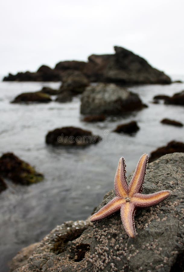Starfish waving hi stock image. Image of california, waves - 32017979