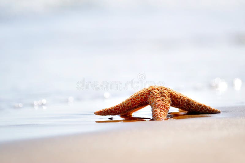Starfish on wet sand stock image. Image of romantic, seashell - 6755451