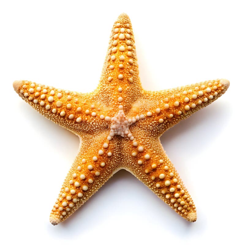 Starfish on White Background Stock Illustration - Illustration of ...
