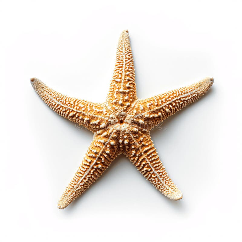 Starfish on White Background for Summer and Beach Themes Stock ...