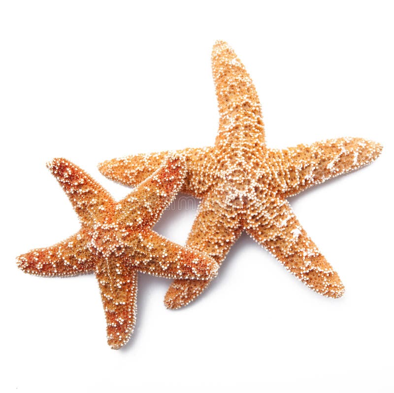 Starfish on White Background Stock Image - Image of animal, conceptual ...