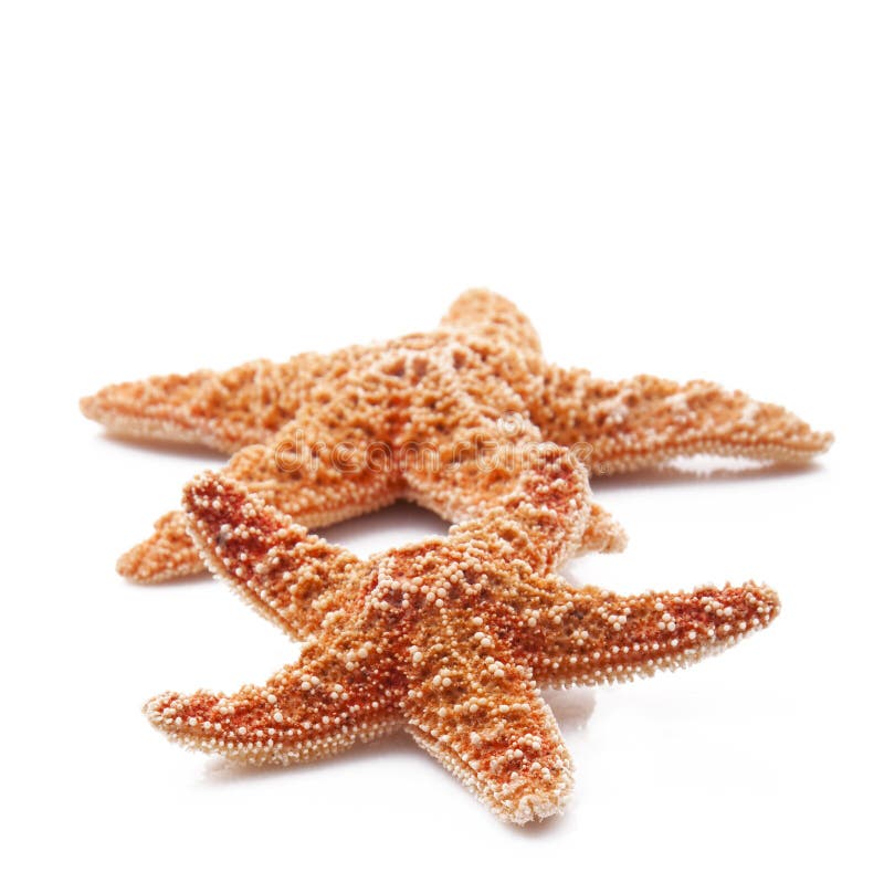 Starfish White Background