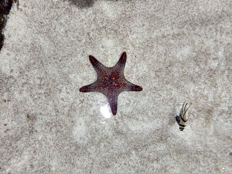 Ocean star stock image. Image of starfish, fish, star - 108078773