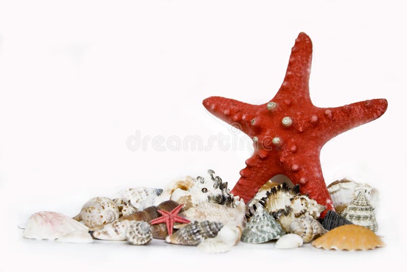 Curved Seashell Picture. Image: 5422511