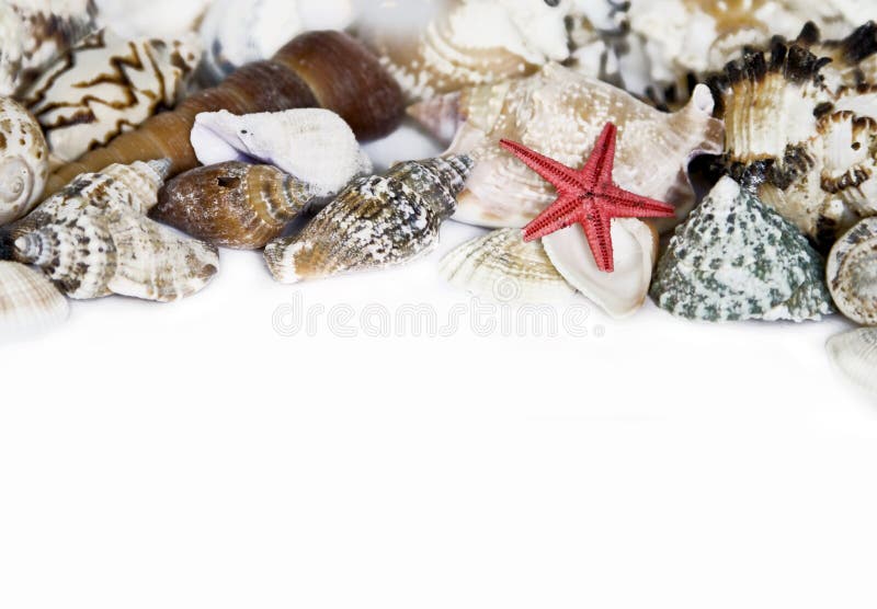 Curved Seashell Picture. Image: 5422511