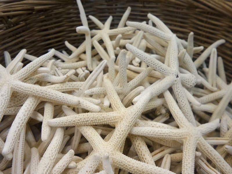 Starfishes in basket stock photo. Image of star, basket - 83090744