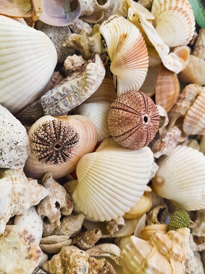 Starfishes, Pearls, and Amazing Seashells Stock Photo - Image of ...