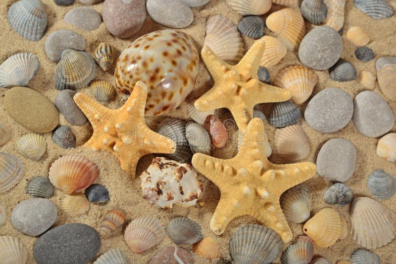 Starfishes, Seashells and Pebbles Stock Photo - Image of particle ...
