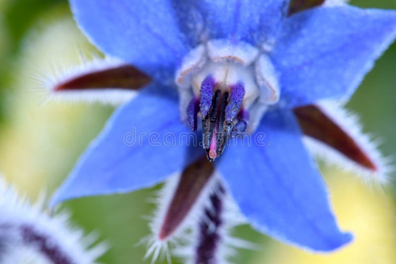Borage Bluestar Flower Bud 06 Stock Image - Image of outdoor, floral ...