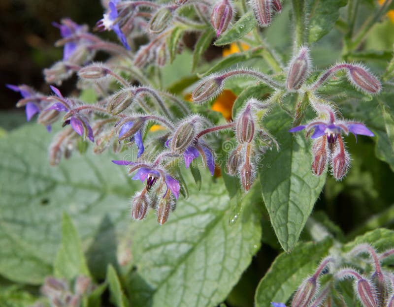 Starflower stock photo. Image of weed, borage, wild, flower - 47478342