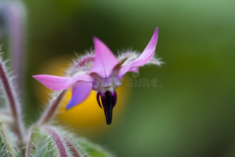Starflower stock photo. Image of blossoming, spicy, flowers - 40032848
