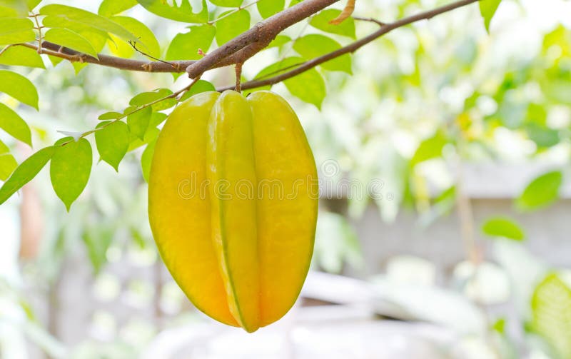 8,196 Starfruit Stock Photos - Free & Royalty-Free Stock Photos from ...