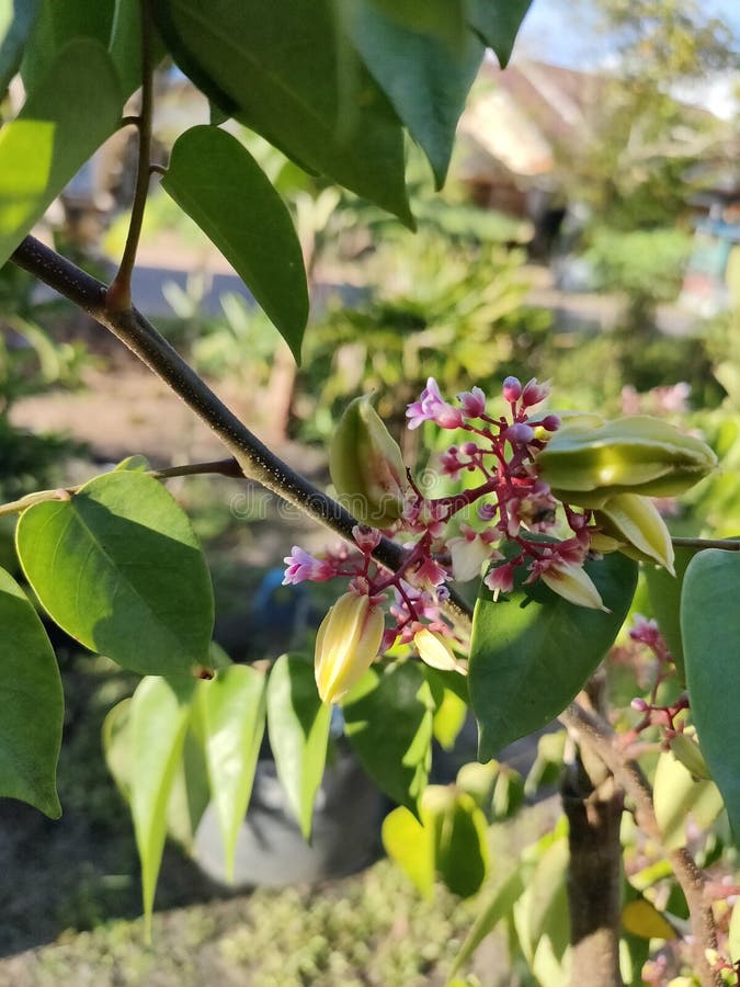 Starfruit flower stock photo. Image of star, flowers - 267717002