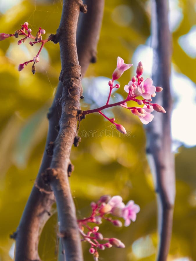 Starfruit Flowers Bloom Beautifully Like Cherry Blossoms Stock Image ...