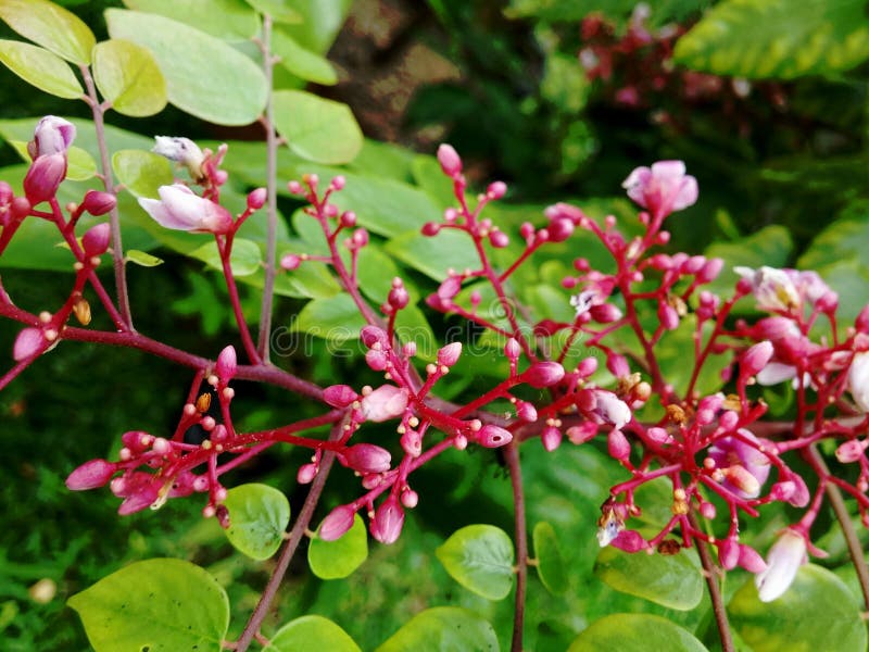 Pink Starfruit Flowers and Leaf Buds Stock Image - Image of ...