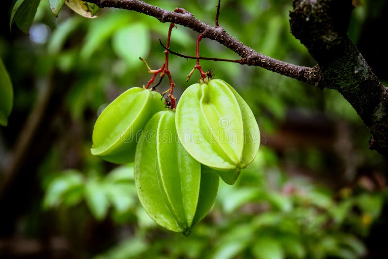 Starfruit stock photo. Image of green, tree, wallpaper - 42987358