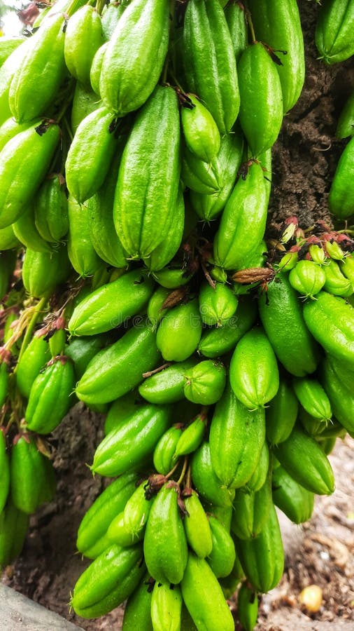 Starfruit is Native To Indonesia Stock Image - Image of tree, vegetable ...