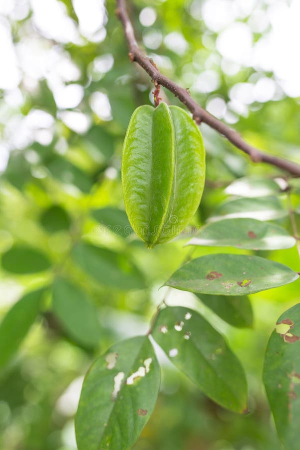 Starfruit stock photo. Image of starfruit, agriculture - 32314076