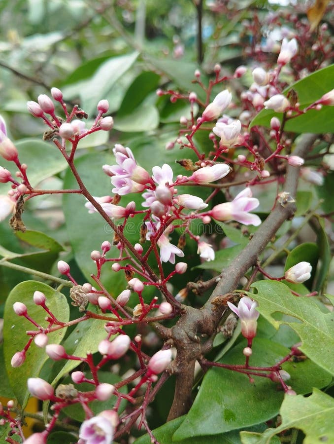 Starfruit Plant Flowers are Pink and Beautiful Stock Image - Image of ...