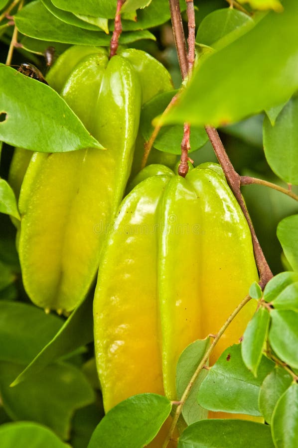 Starfruit on Tree stock image. Image of starfruit, delicious - 18747153