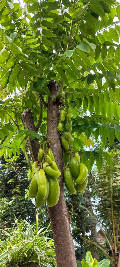 Starfruit Tree or Averhoa Blimbi Photos Stock Image - Image of blimbi ...